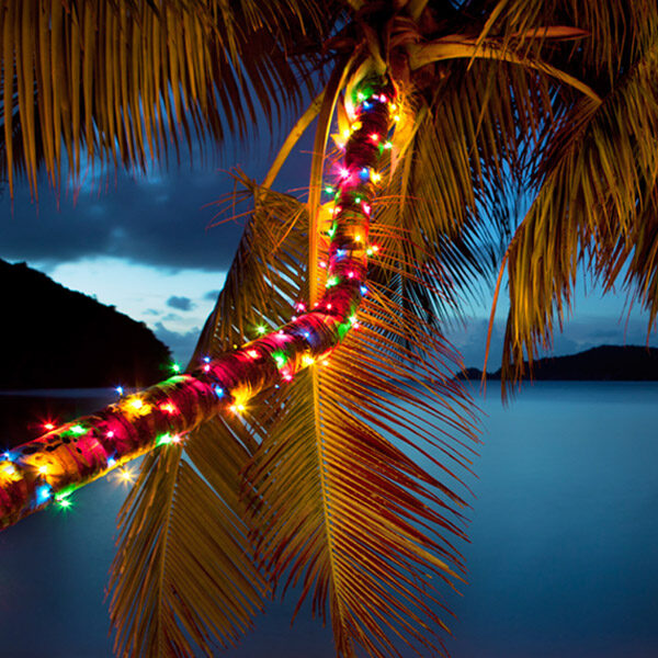 Palm Tree String Lights, 10 Clear Lights - Yard Envy
